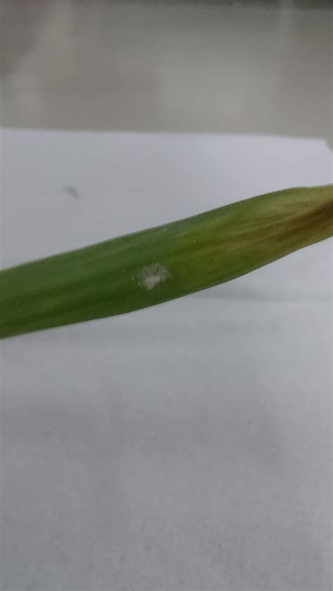 Pkm Ki Object Detection Dataset And Pre Trained Model By Deo Alif