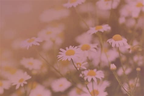 Билкова формула за чист бял дроб и бронхи