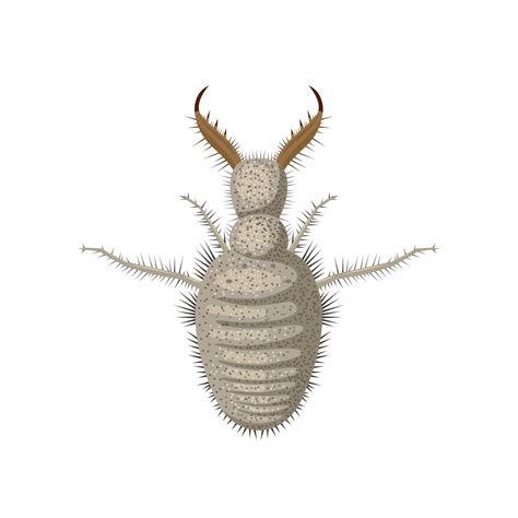 Vector Illustration Antlion Or Myrmeleontidae Larvae Isolated On