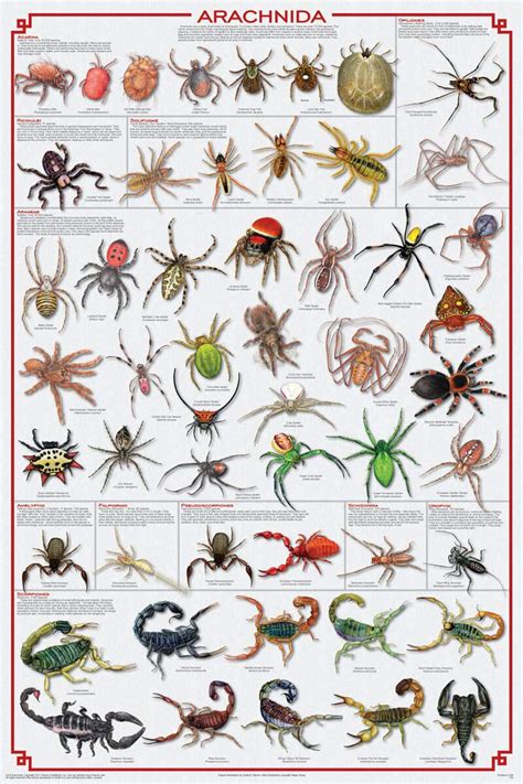 Arachnids Spiders