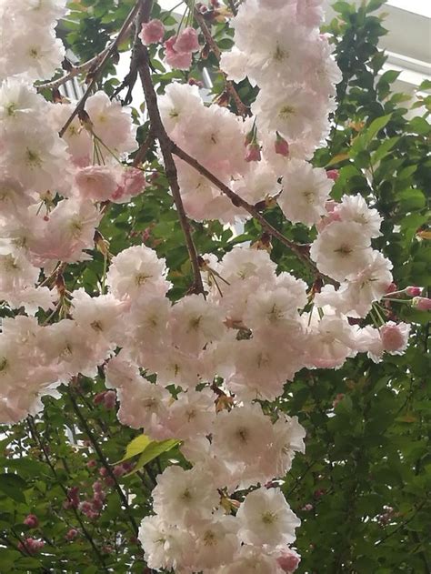 千朵萬朵壓枝低 每日頭條