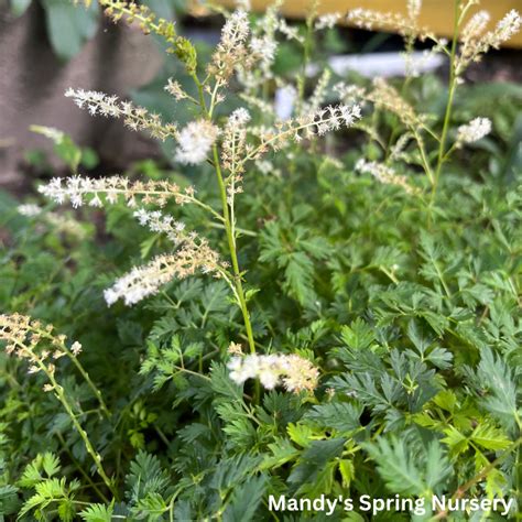Dwarf Goats Beard Aruncus Aethusifolius Mandy Spring Farm Nursery