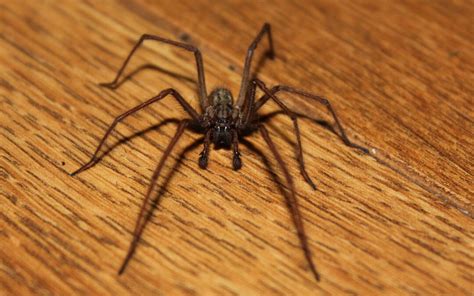 Spiders Archives Pacific Nw Pest Control