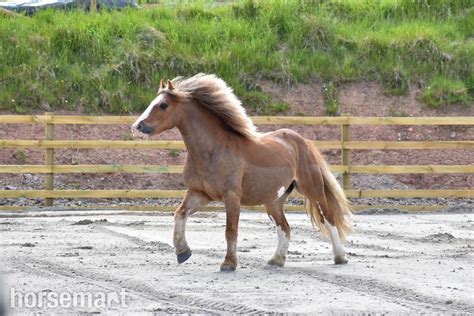 Frazzel Chestnut Gelding All Rounder