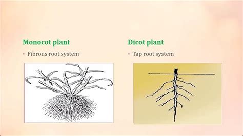 Monocot Fibrous Root