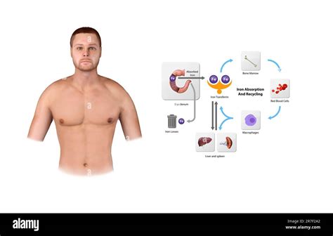 Iron Metabolism From Liver Intestine And Spleen Ferrum Circulation