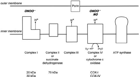 The Mitochondrial Respiratory Chain The Mitochondrial Respiratory Download Scientific Diagram