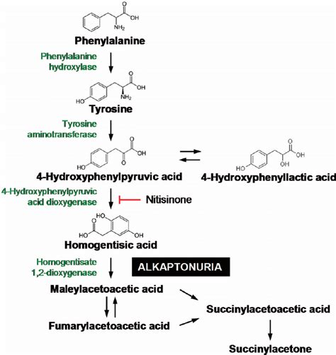 List 97 Pictures Tyrosine Is The Precursor For The Synthesis Of Superb