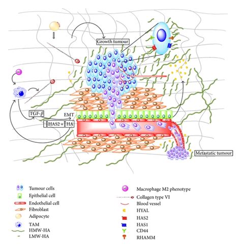 Collagen I And Breast Cancer — Matlab Number One