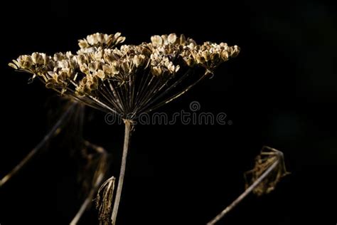 Wild Cow Parsnip In Alaska Stock Photo Image Of Nature 63183600