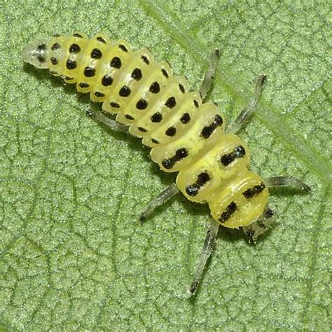 キイロテントウ幼虫蛹成虫交尾 我が家の庭の生き物たち 都内の小さな庭で 楽天ブログ