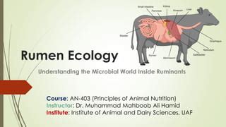 Comprehensive Insights Into Rumen Ecology And Microbial Fermentation In
