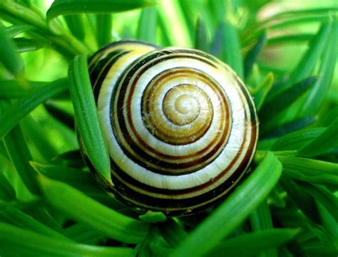 Spirals In Nature Logarithmic Spiral Examples