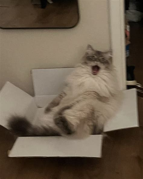Nimbus Siberian Almost Caught The Human Trapped In
