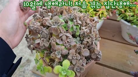 10월에 노숙 다육이 집단으로 냉해입힌 다부댁 Youtube