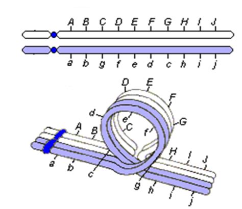 Biol 1710 Test 4 Flashcards Quizlet