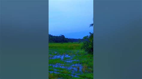 අපේ ගමටත් පේන සමනලගිරි 🙏 වාරේ සිරිපා කරන හැම කෙනාටම සුමනසමන් දෙවි රැකවරණයි 🤍 Youtube