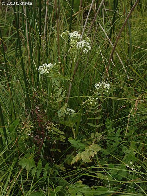 Berula Erecta Cut Leaf Water Parsnip Minnesota Wildflowers