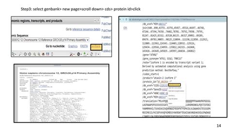 Clustal Omegapptx Genetics Science