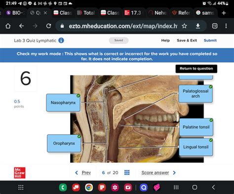 Lymphatic System Flashcards Quizlet