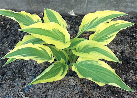 Хоста 'Анжелик' / Hosta 'Angelique' - Ландшафтная компания Эдельвейс