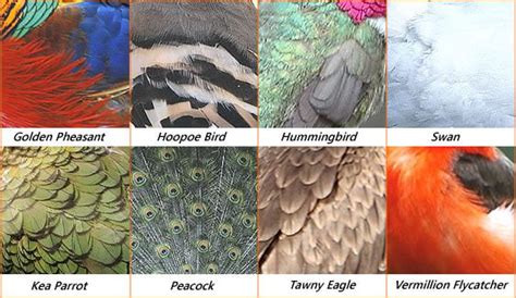 Different Types Of Bird Feathers