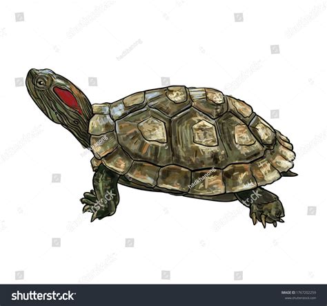 How To Draw A Red Eared Slider Turtle