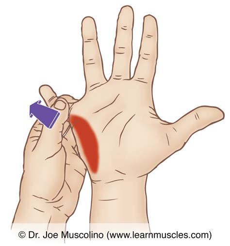 Flexor Digiti Minimi Manus Stretching Learn Muscles