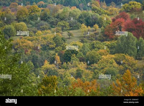 Colorful Fall Foliage With Trees Changing Colors Stock Photo Alamy