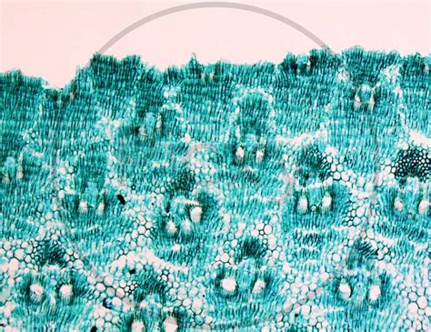 Image Of Bamboo Stem Micrograph Ab401875 Picxy