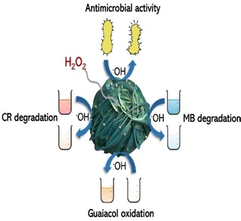 Natural Molecule‐incorporated Magnetic Organic‐inorganic Nanoflower Investigation Of Its Dual