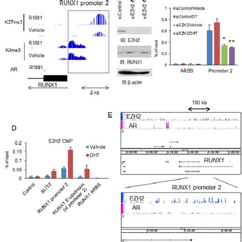 Genome Wide Analysis Of Runx1 By Chip Seq A Identification Of Runx1
