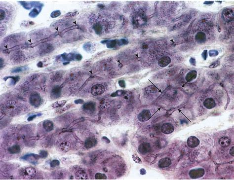 Endocrine Exocrine Diagram Quizlet