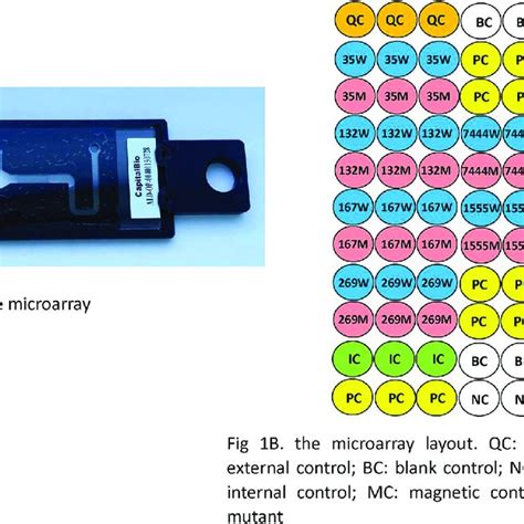 Microarray Design A Copy Of The Microarray B The Microarray