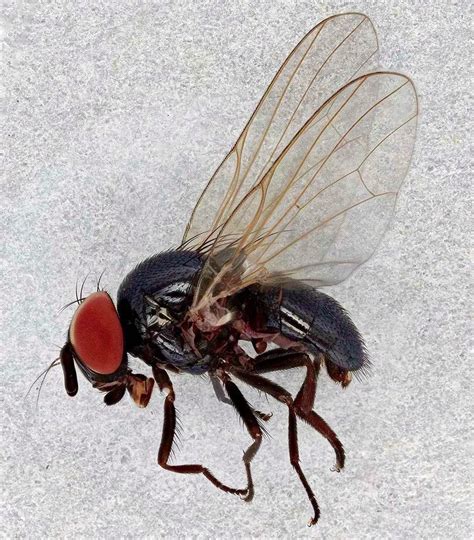 Black Fig Fly Department Of Entomology