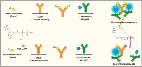 A Bioluminescent And Homogeneous Assay For Monitoring Gpcr Mediated Camp Modulation And Pde