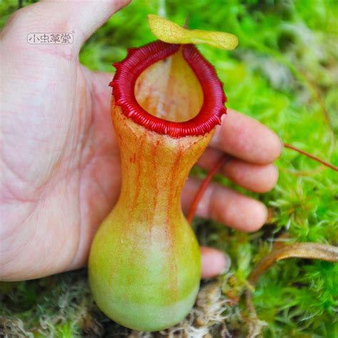 红葫芦猪笼草斑小虫草堂食虫植物盆栽食虫草种子室内绿植四季 虎窝淘
