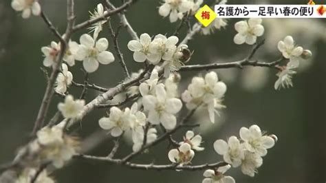 名護市オーシッタイで梅の花ほころぶ OKITIVE