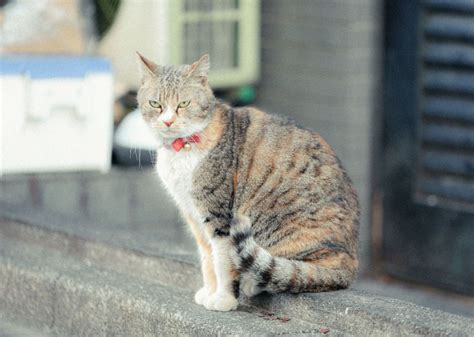 猫2 GANREF