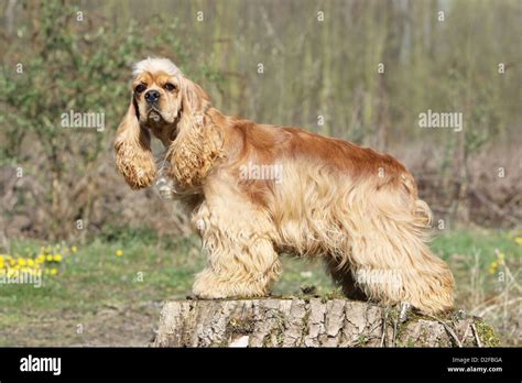 Dog American Cocker Spaniel Adult Golden Standard Profile On A Wood