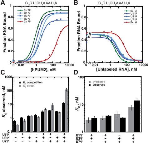 Pseudouridine And N6 Methyladenosine Modifications Weaken Puf Protein Rna Interactions