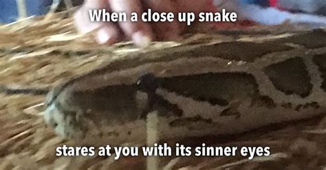 Python Meme On Imgur