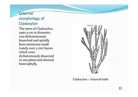 Fossils PTERIDOPHYTES PDF