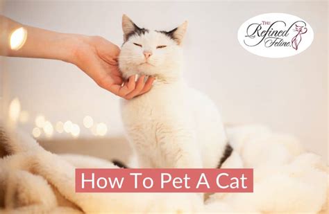 How To Pet A Cat The Refined Feline