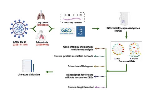 The Impacts Of Sars Cov 2 Infections On Lung Cancer And Tuberculosis Biorender Science Templates