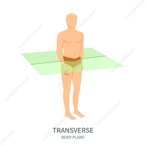 Transverse Body Plane Illustration Stock Image F036 9880 Science
