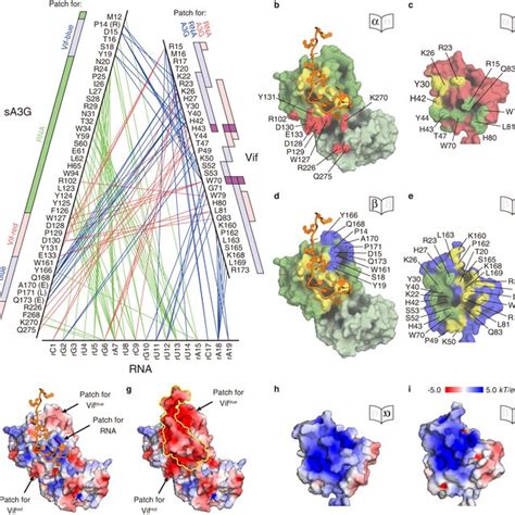 Molecular Detail Of Rna Binding To Sa3g And Vif A B Close Up Stereo