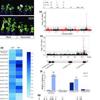 Inheritance Of Fusarium Oxysporum F Sp Cucumerinum Foc Resistance Download Scientific