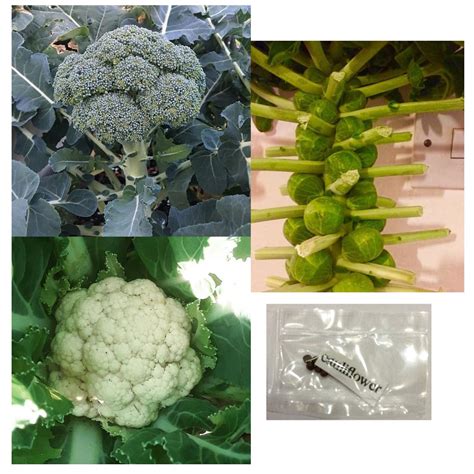 Broccoli Cauliflower Brussel Sprouts Long Island Improved Cruciferous