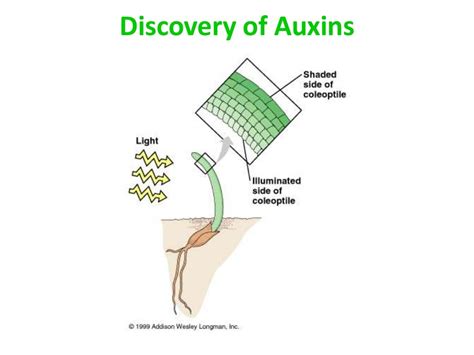 Plant Growth Regulators